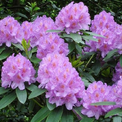 Саджанці рододендрона - купити рододендрон в розсаднику за доступною ...