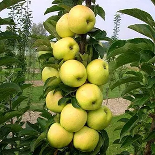 Саженцы колоновидных деревьев – купить в Украине | Интернет-магазин "Sadim"